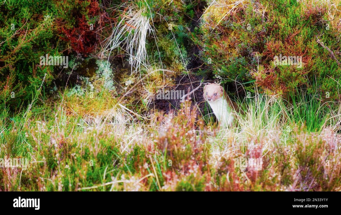 Weasel in the Scottish Highlands Stock Photo - Alamy