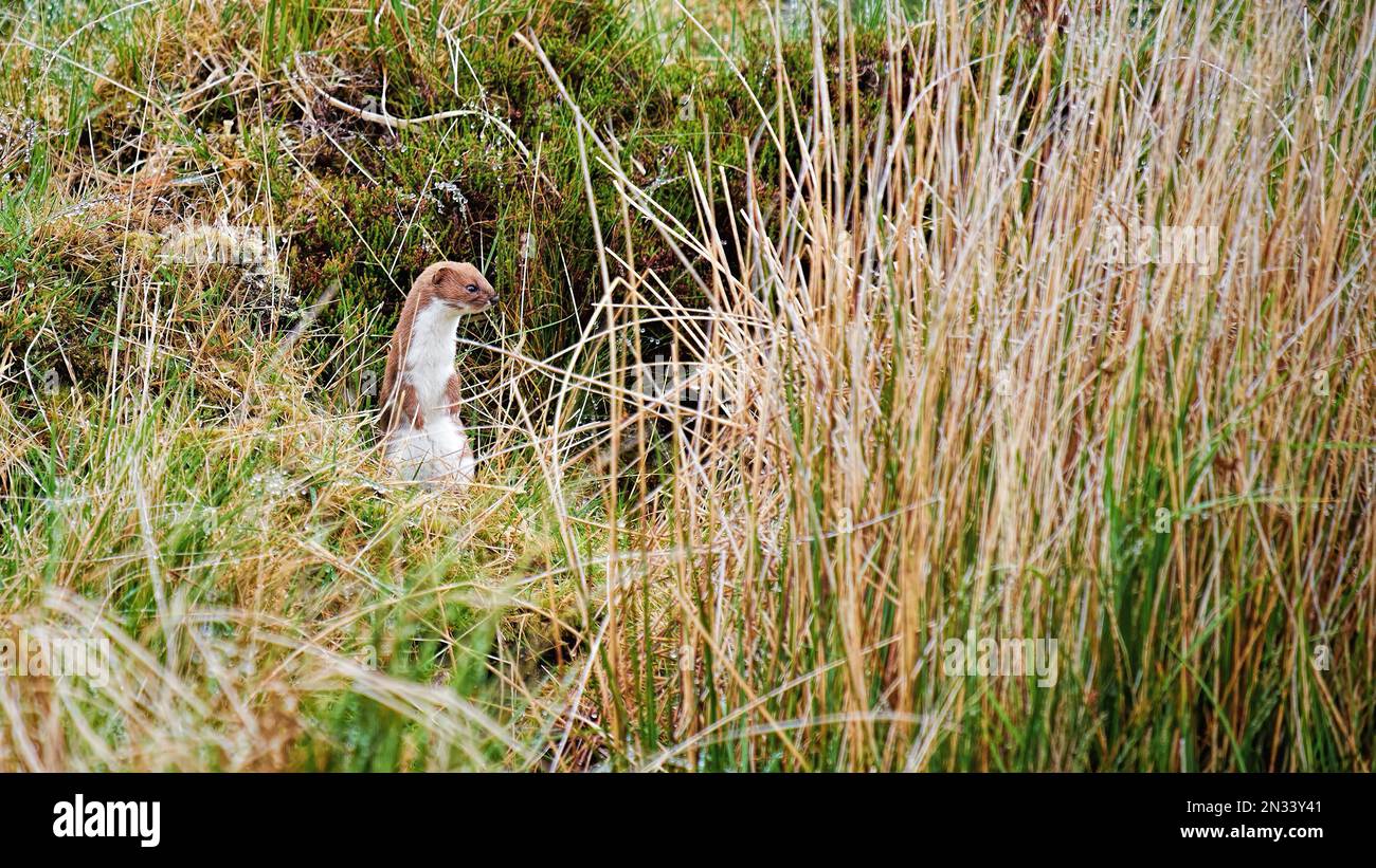 Scottish moorland hi-res stock photography and images - Alamy