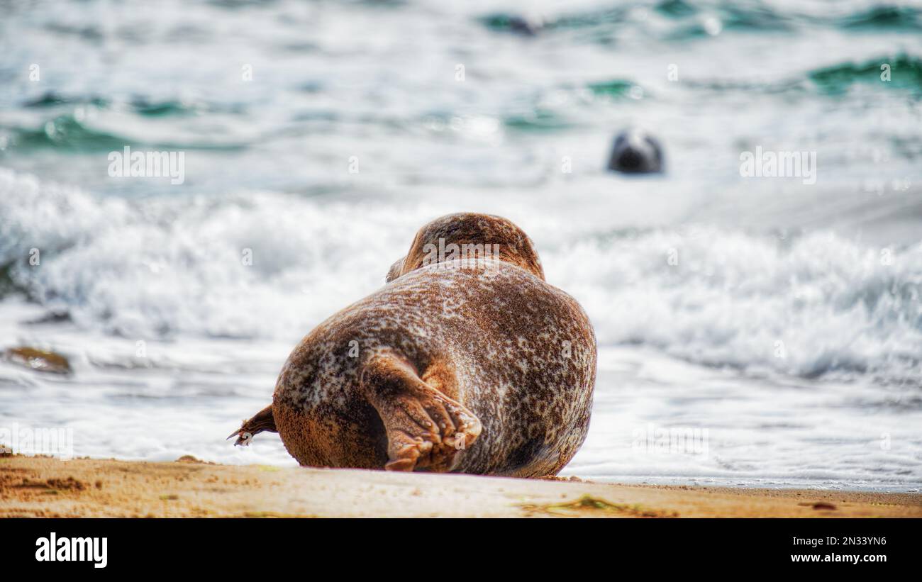 Common seal on a beach being watched by a seal in the ocean Stock Photo ...