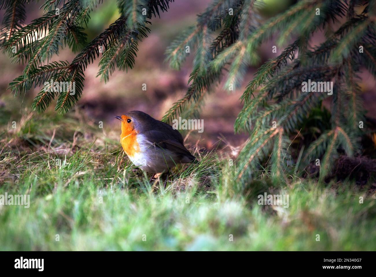Robin bird under a pine tree Stock Photo - Alamy