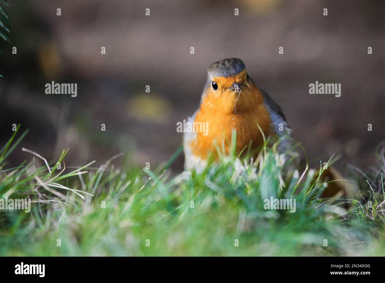 Robin bird looking at the camera Stock Photo - Alamy
