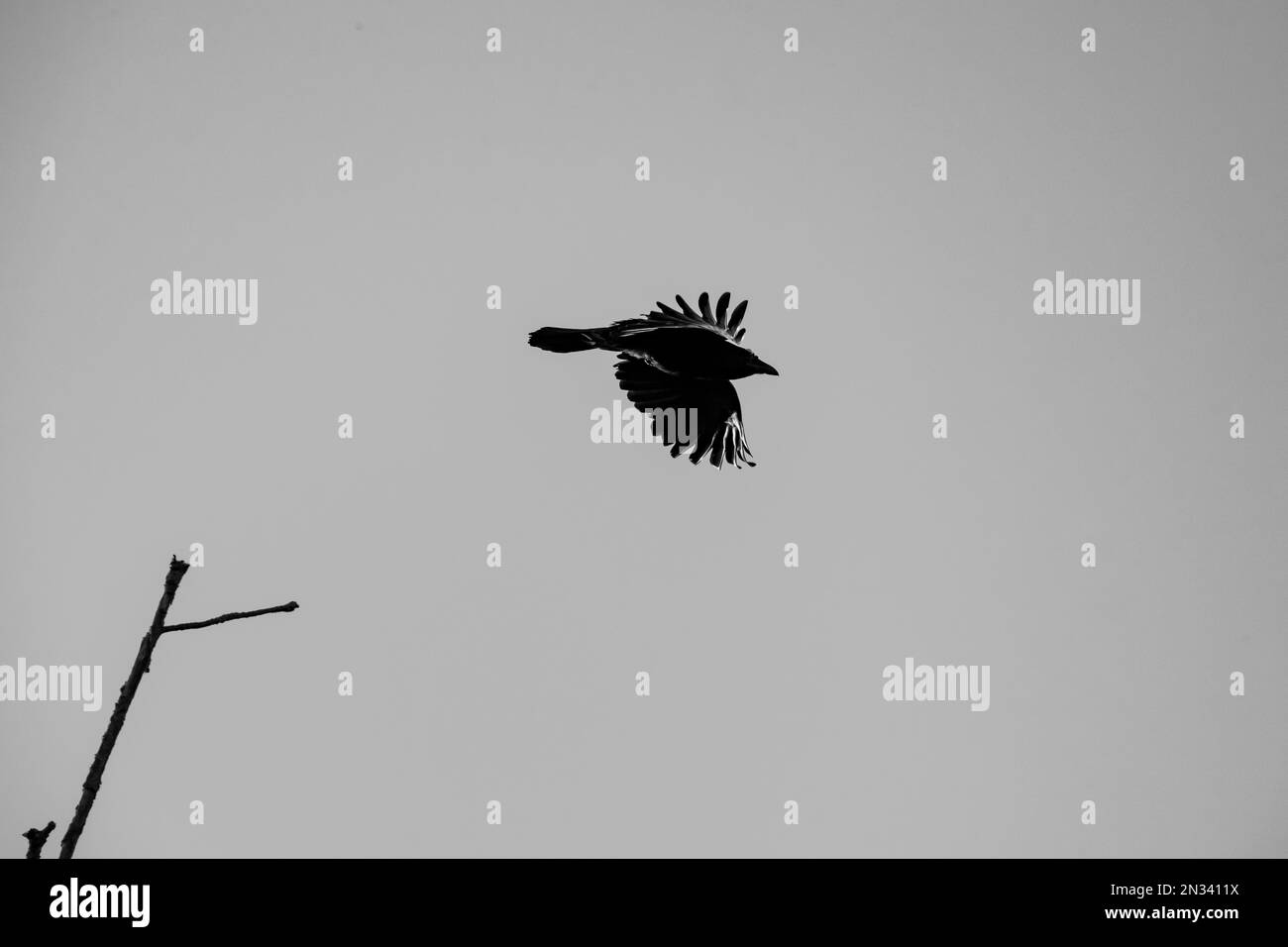 A kraai bird flying in sky Stock Photo - Alamy