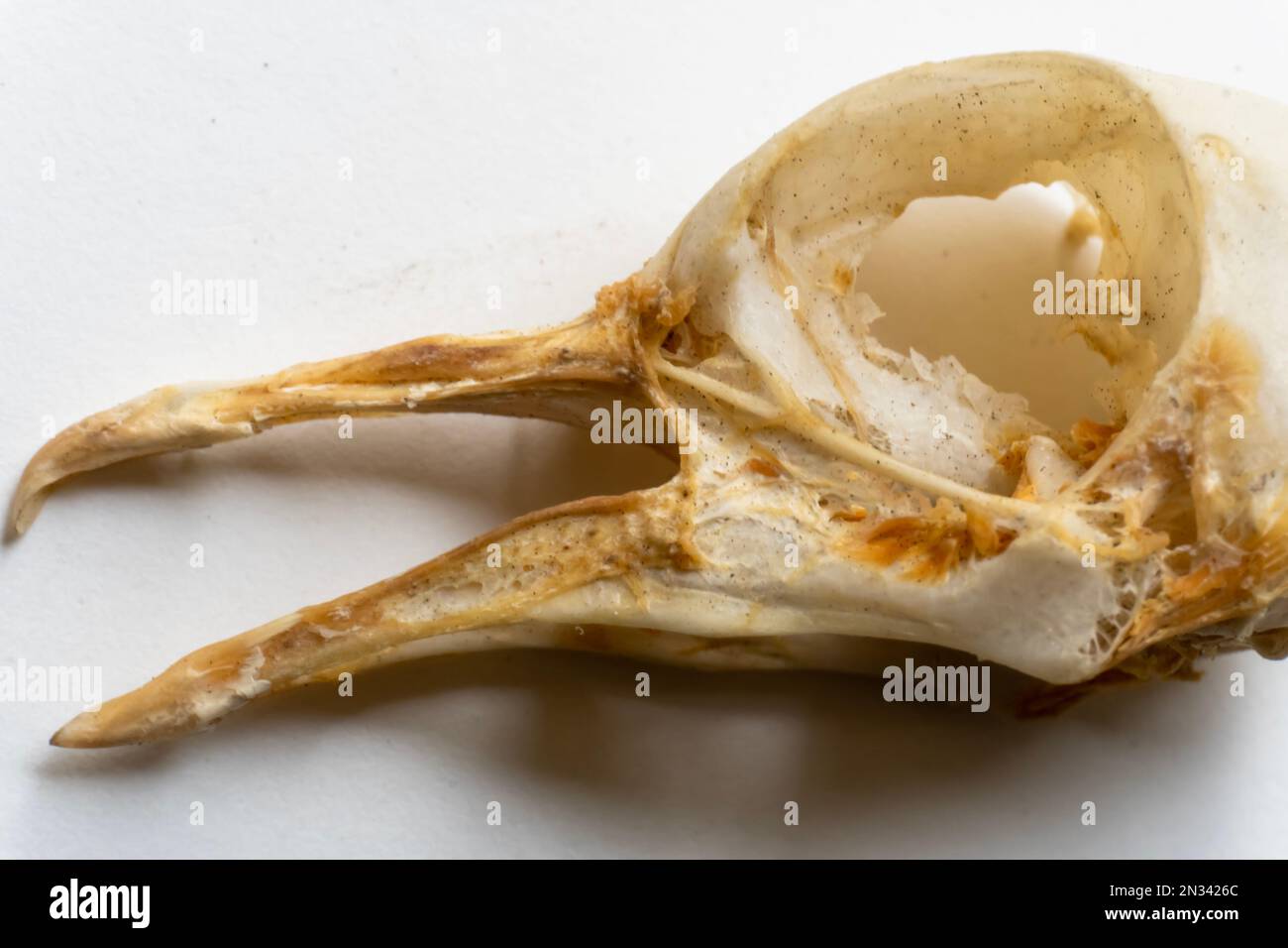 Side view of bird skull. Bird anatomy. Bird skeletal system. Uper and ...