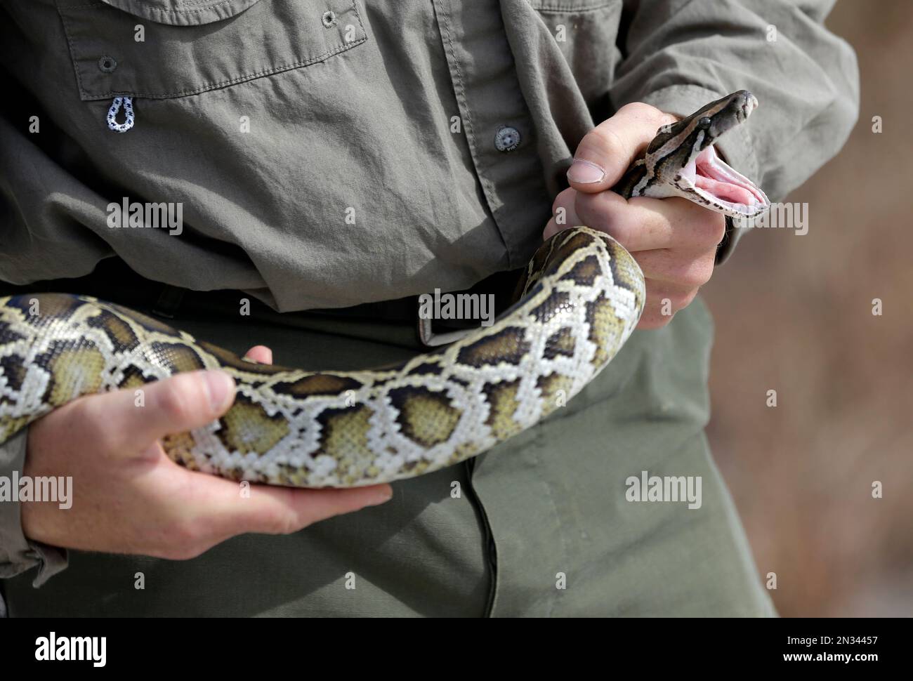 Edward Mercer, a nonnative wildlife technician with the Florida Fish ...