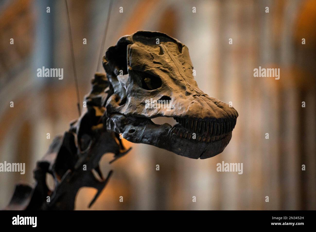 Dippy the dinosaur stands on display in the Natural History Museum in ...