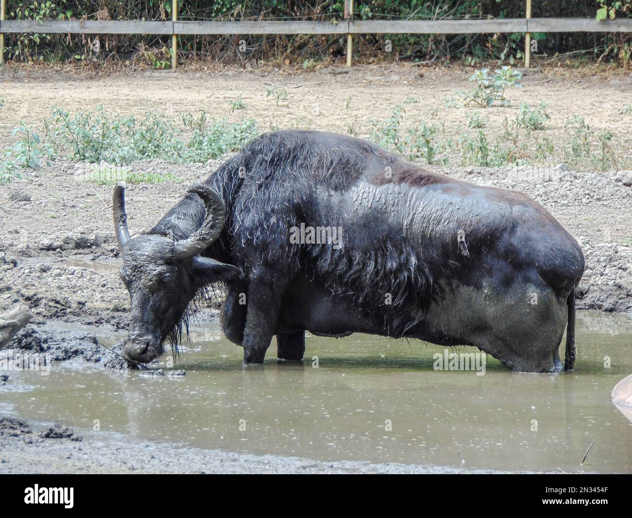 Nice buffalo hi-res stock photography and images - Alamy