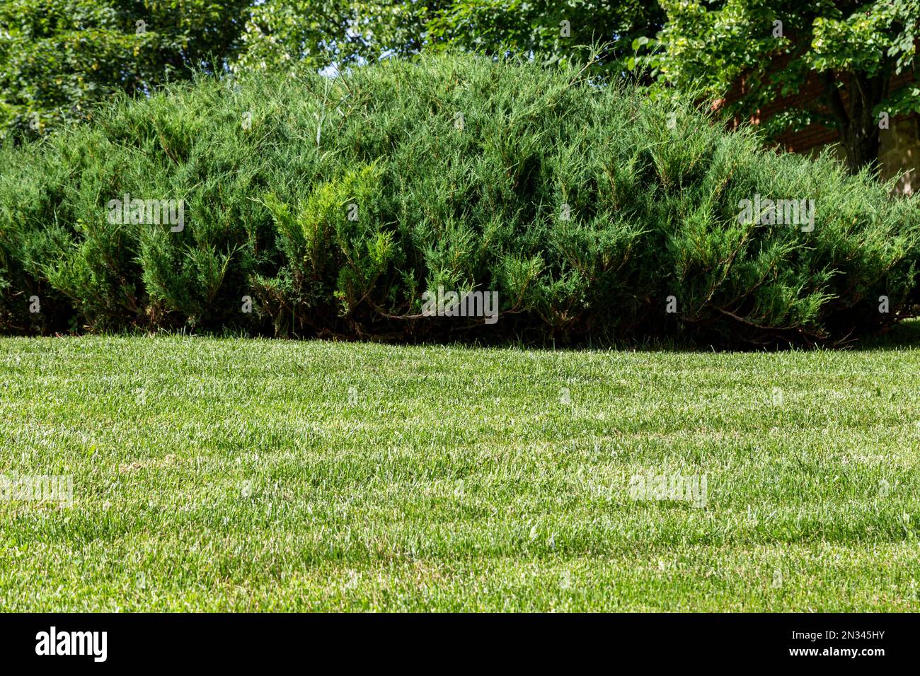 Bed of lush green grass hi-res stock photography and images - Alamy