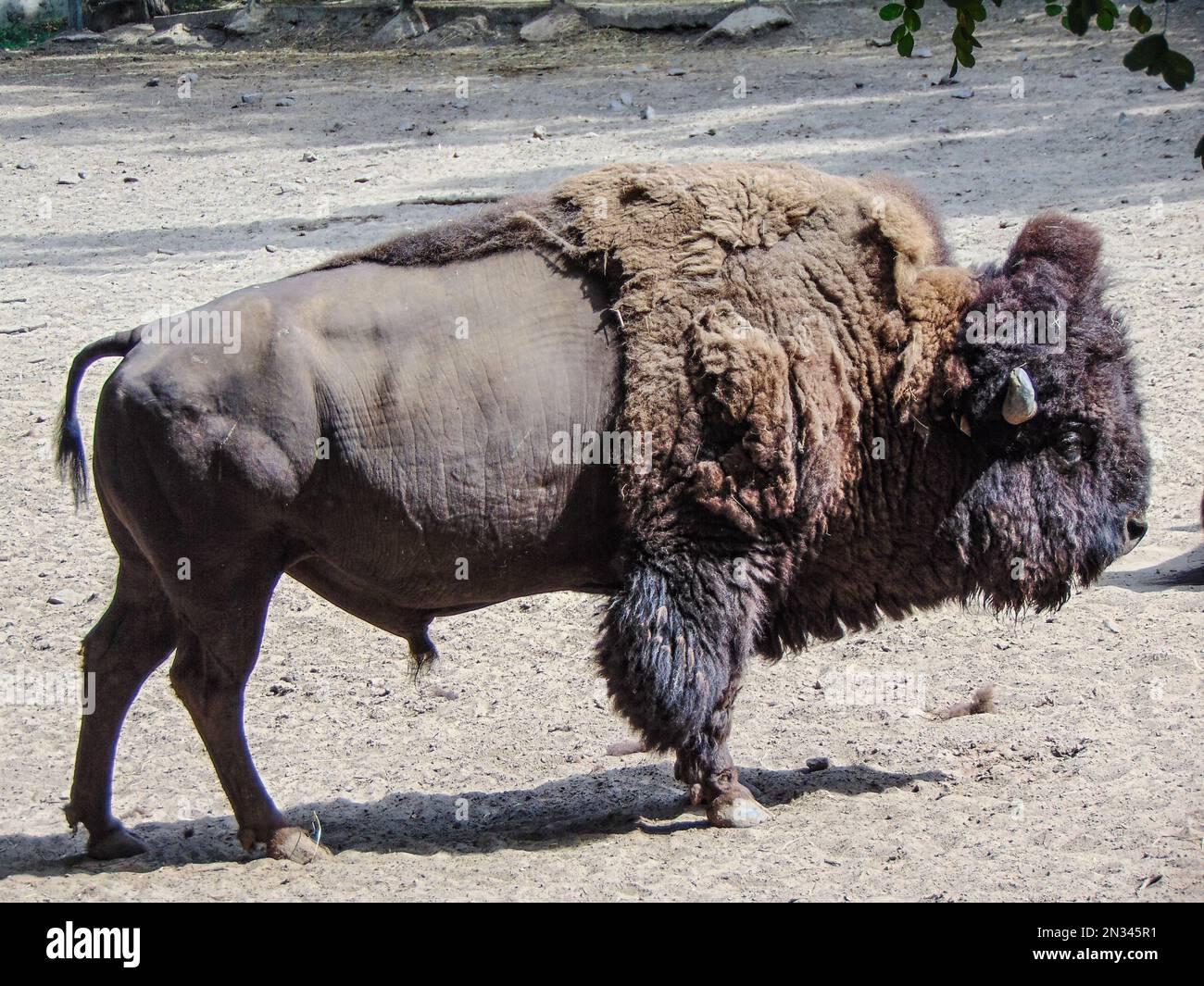 bison at the zoo in summer Stock Photo - Alamy