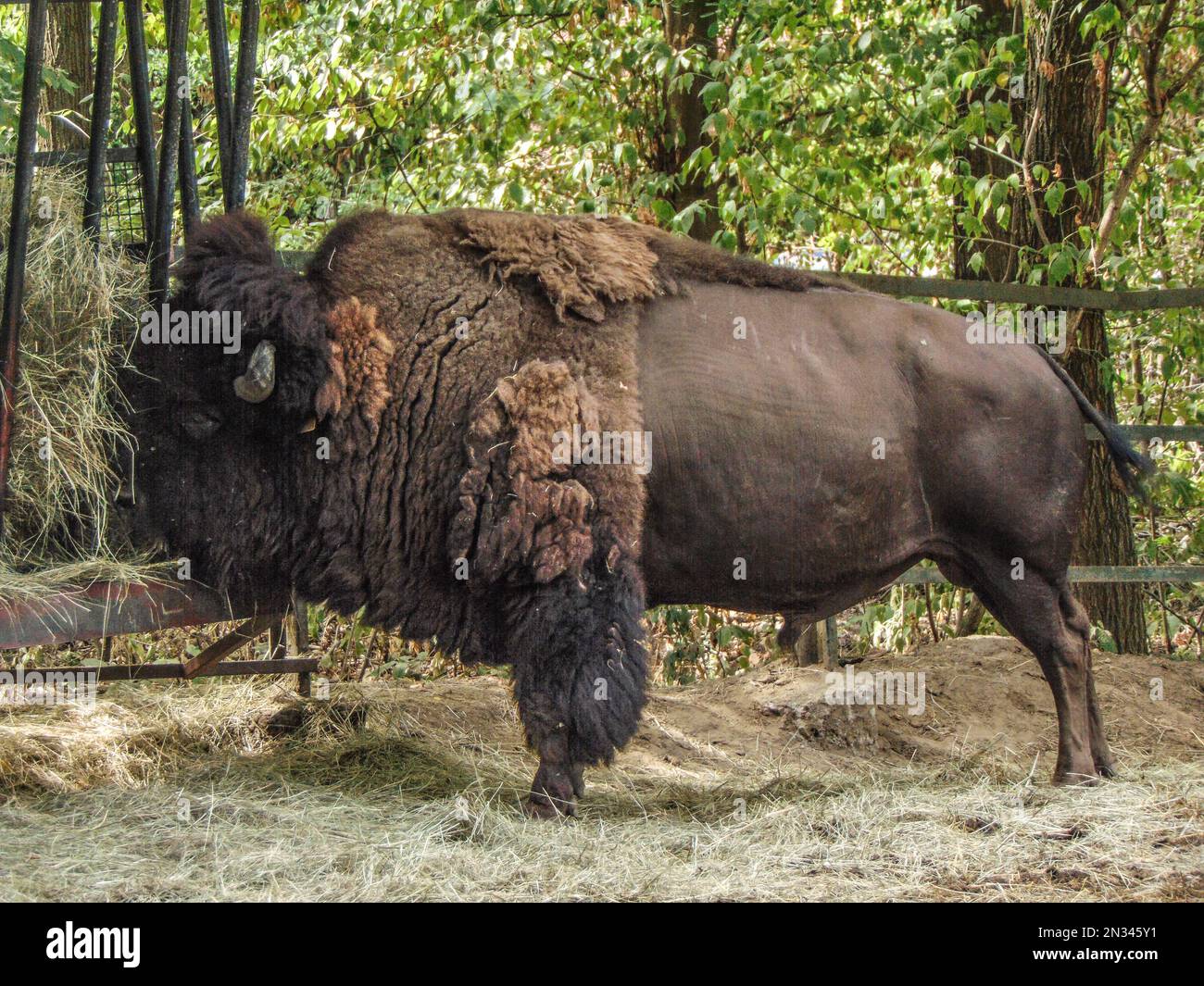 bison at the zoo in summer Stock Photo - Alamy