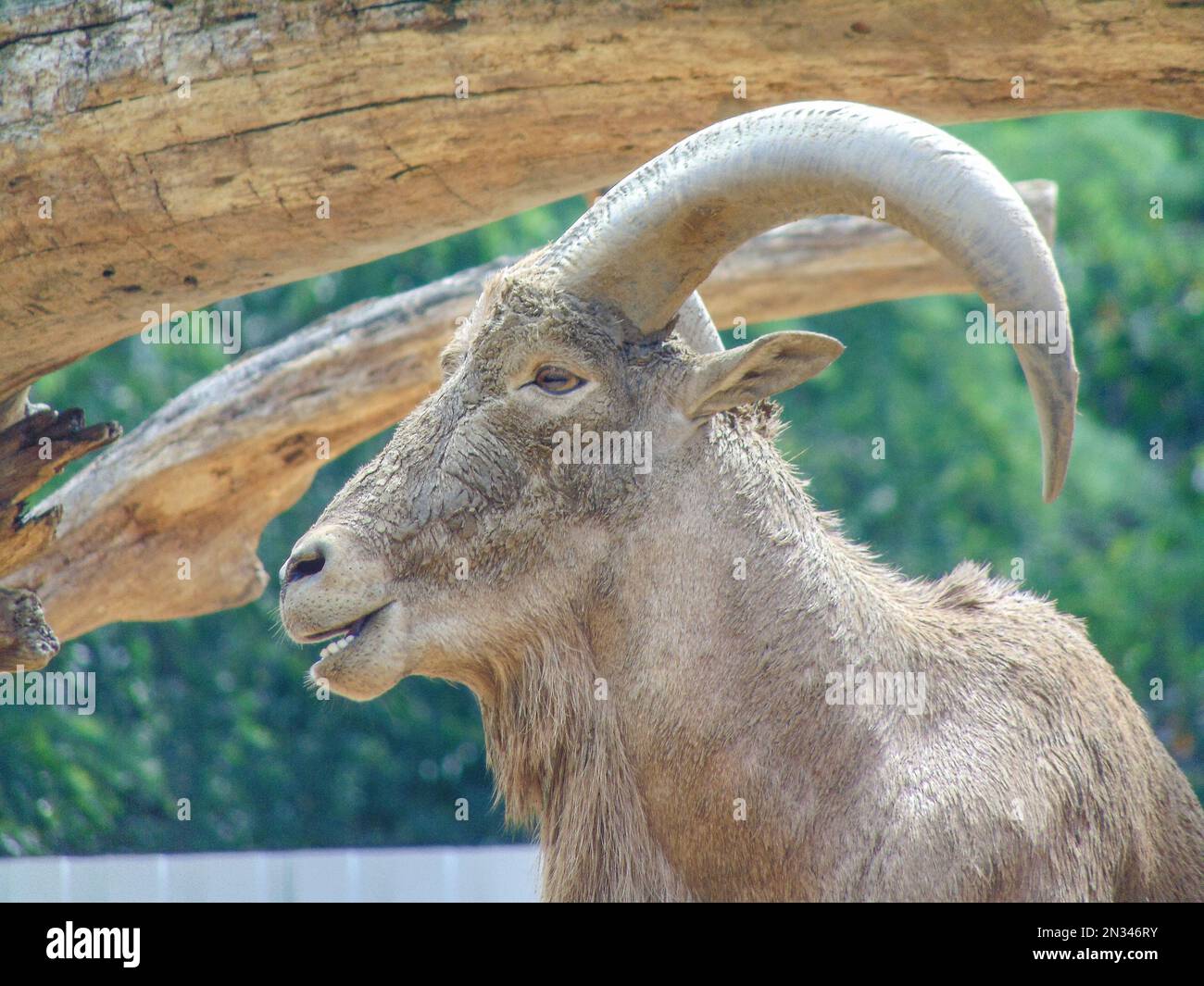 The barbary sheep hi-res stock photography and images - Alamy