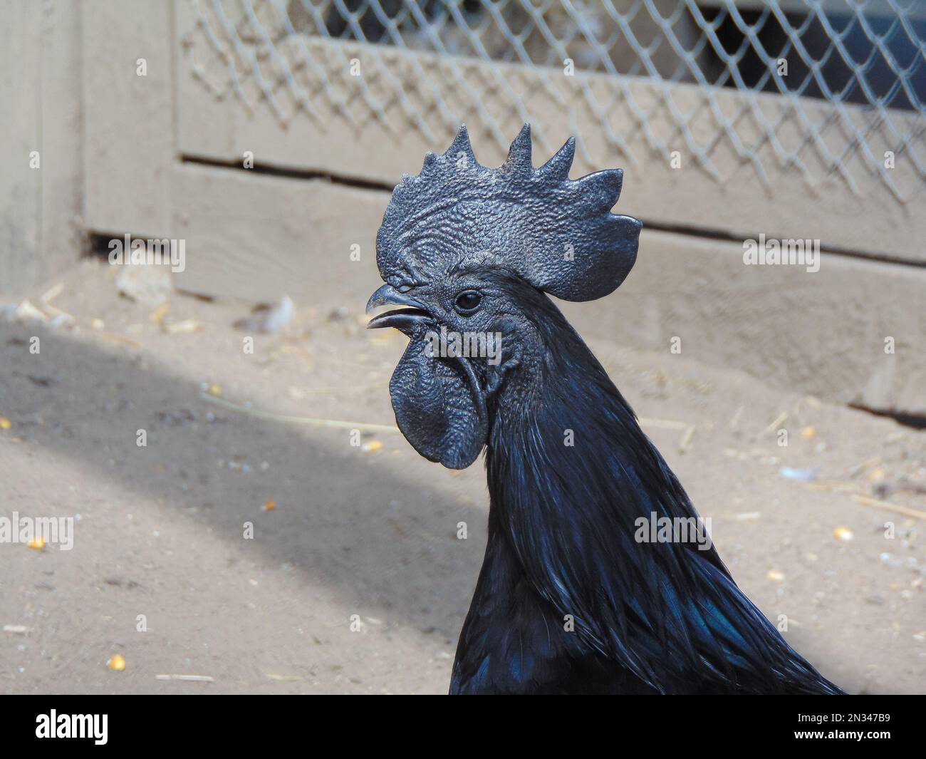 Ayam Cemani black rooster at the zoo in summer. Gallus gallus ...