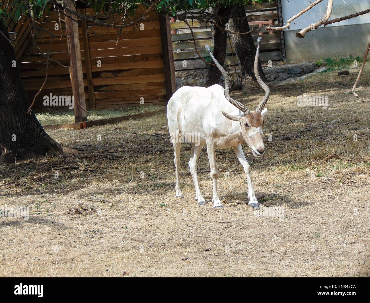 Addax antelope hi-res stock photography and images - Alamy