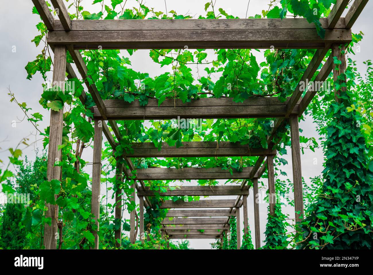 a wooden structure surrounded by leaves. wood surrounded by ivy Stock ...