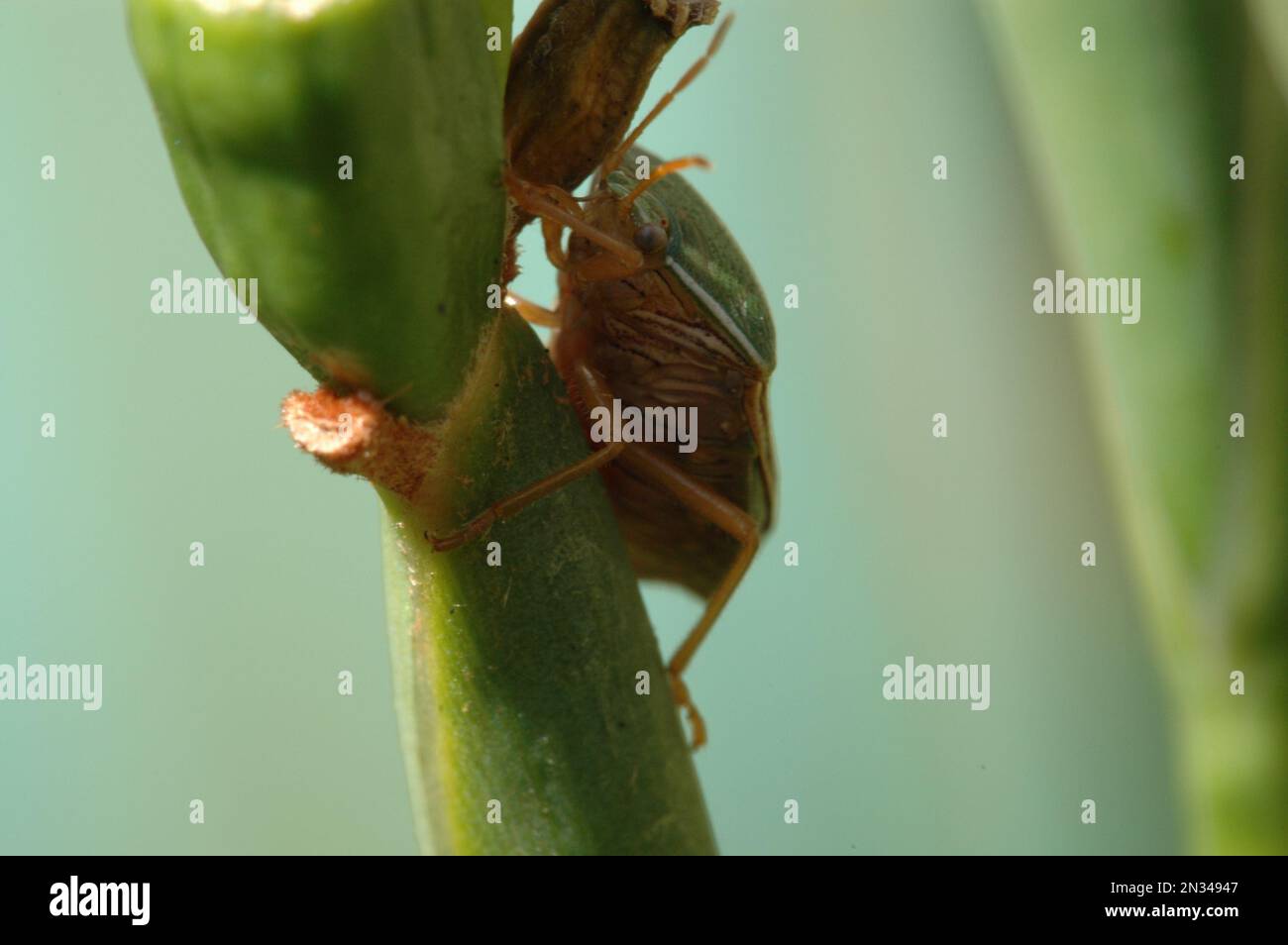 Loxa viridis insects hi-res stock photography and images - Alamy