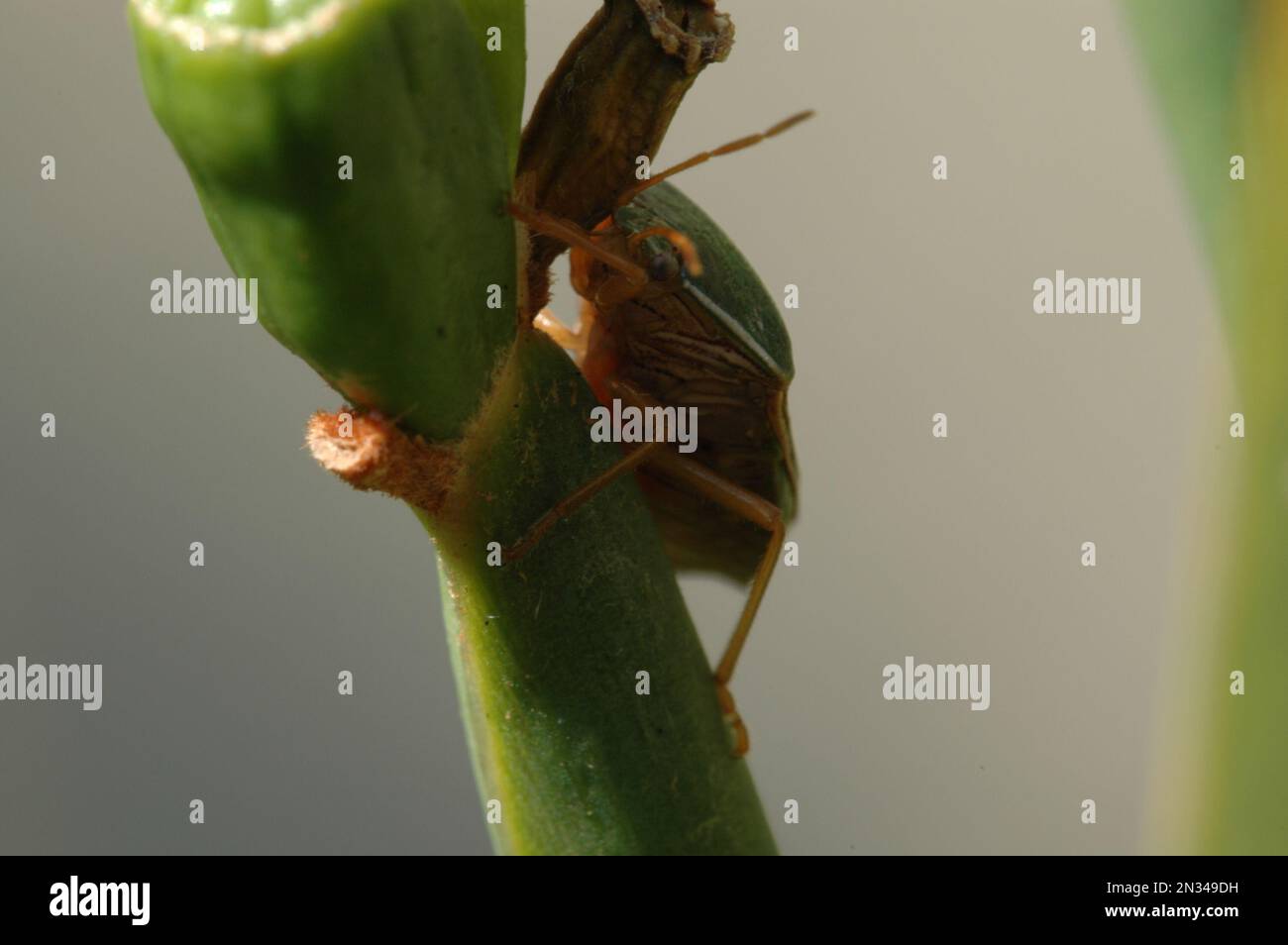 insect loxa viridis Stock Photo - Alamy