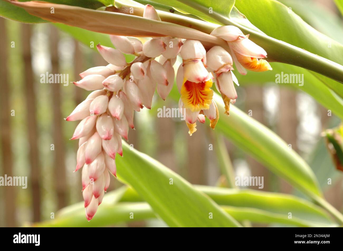 Close up king ginger flower hi-res stock photography and images - Alamy