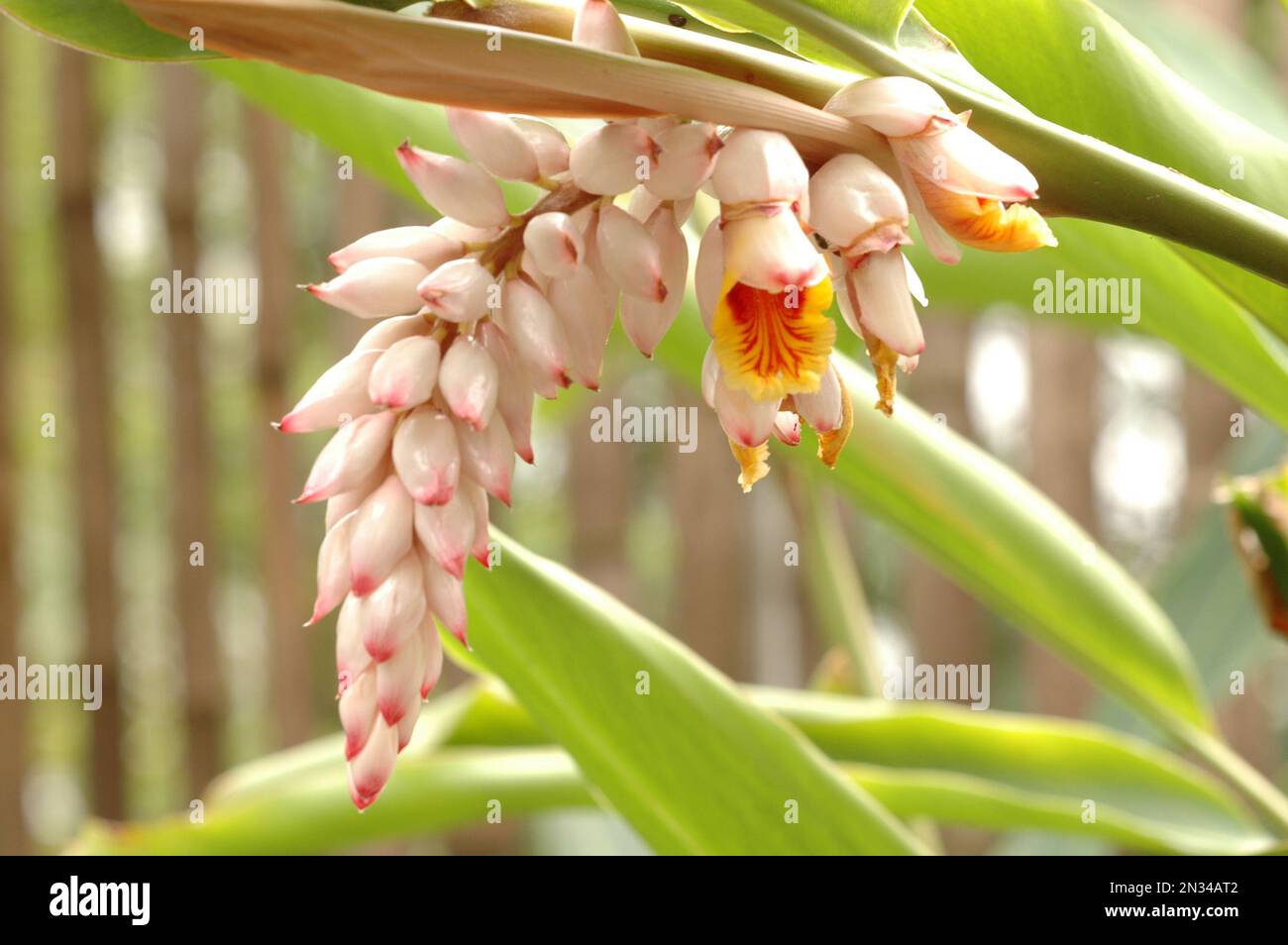 Flor gengibre rei hi-res stock photography and images - Alamy