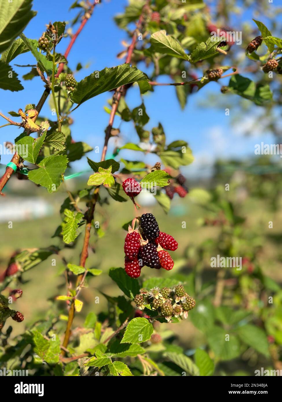 A closeup of growing mulberries Stock Photo - Alamy