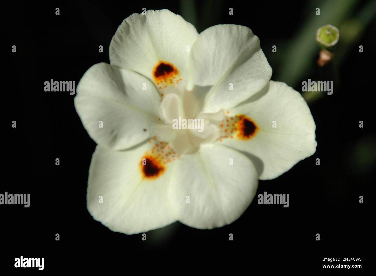 Moray eel flower hi-res stock photography and images - Alamy