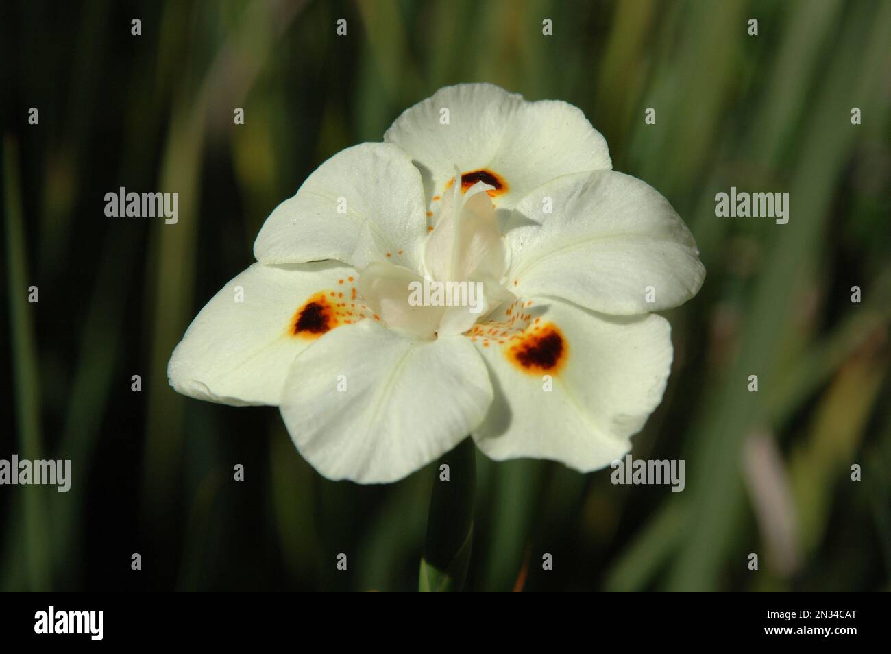 Bicolor moray flower hi-res stock photography and images - Alamy