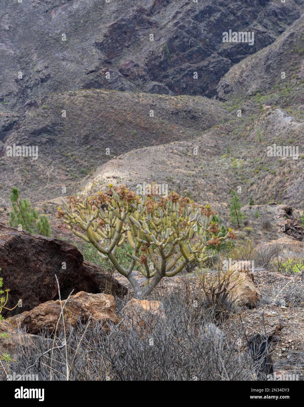 A vertical shot of Euphorbia Virosa growing near rocks with hills in ...