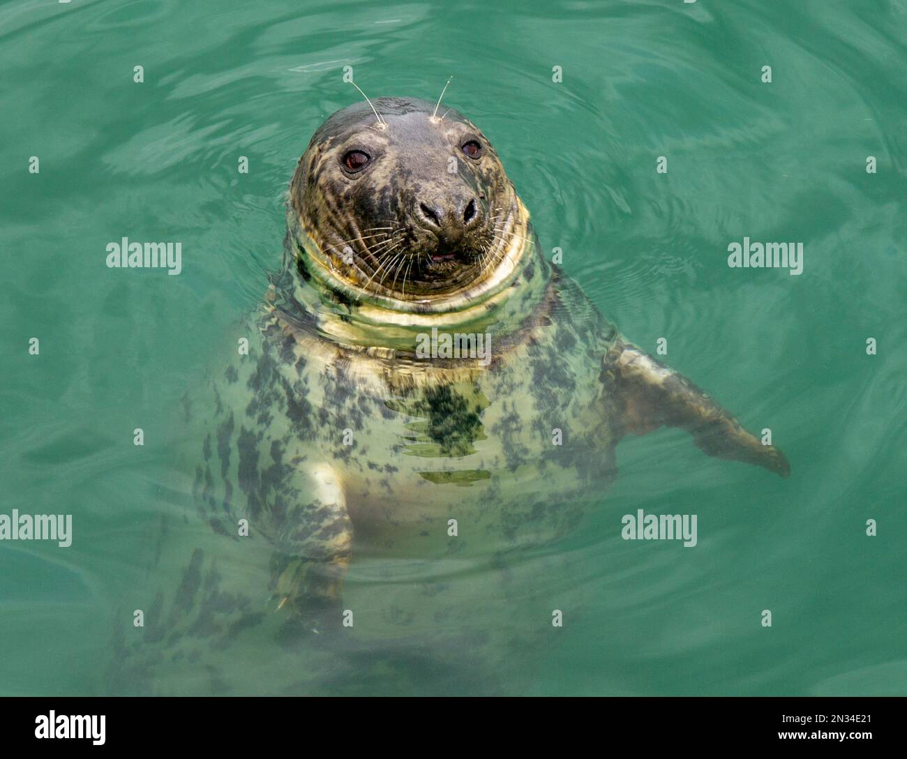 Grey Seal Halichoerus grypus eating a fish close up Stock Photo - Alamy