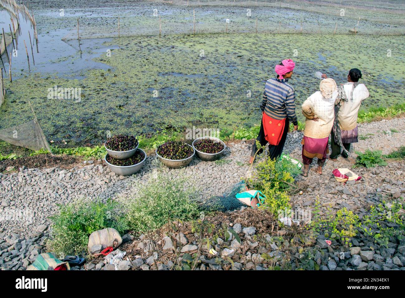 water chestnut (paniphal) collecting at rural west bengal india Stock ...
