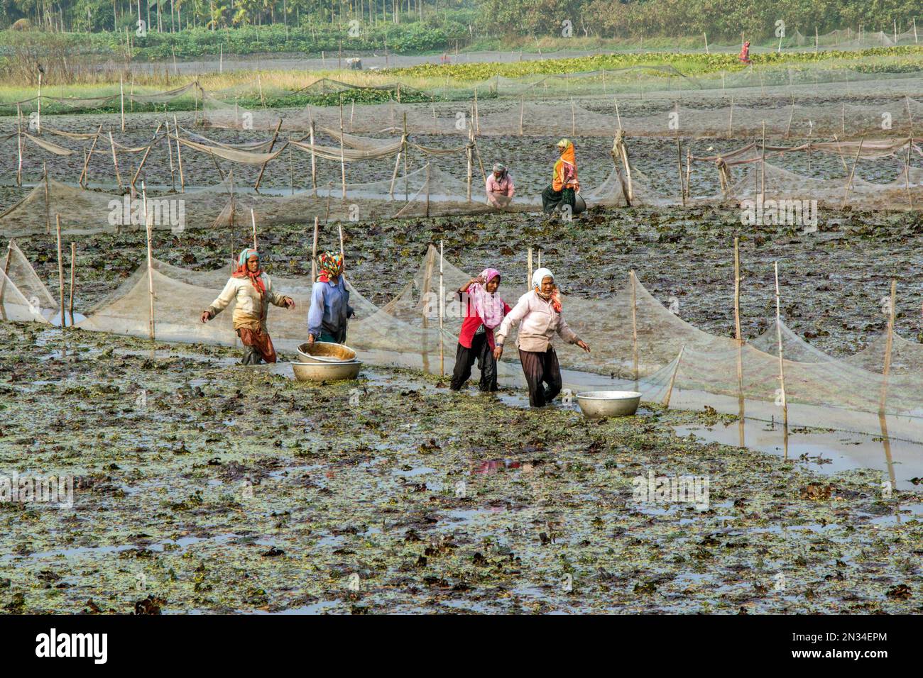 water chestnut (paniphal) collecting at rural west bengal india Stock ...