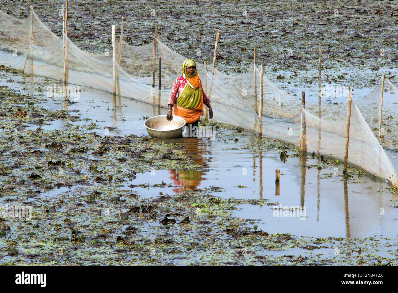 water chestnut (paniphal) collecting at rural west bengal india Stock ...