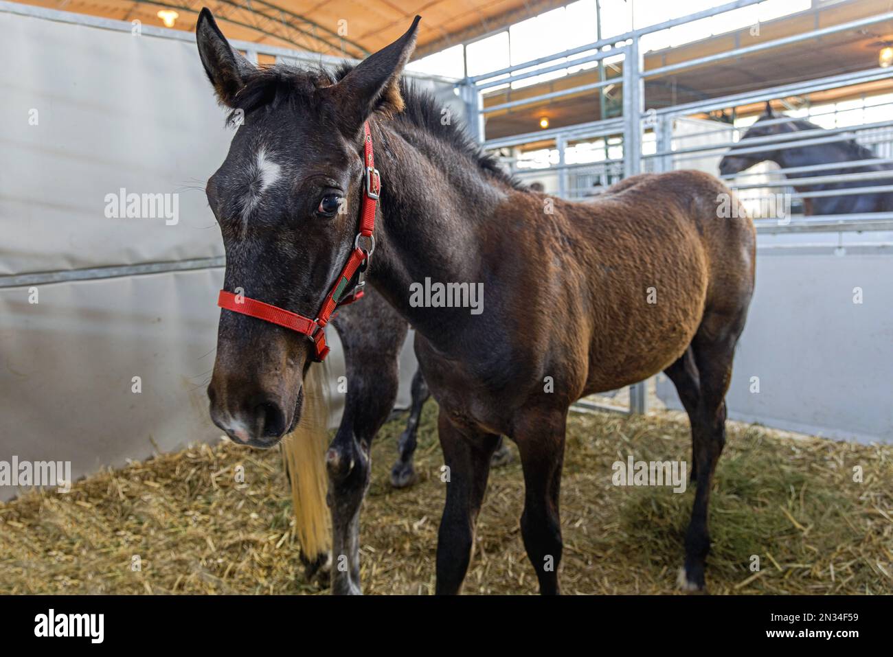 Newborn Black Foal Horse With Red Bridle Harness Stable Stock Photo - Alamy