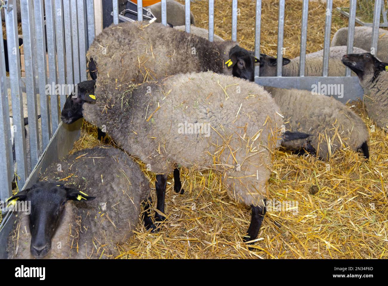 Animals with many legs hi-res stock photography and images - Alamy