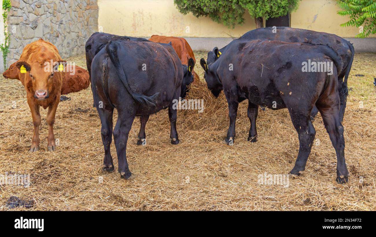 Herd cows eating hay feed hi-res stock photography and images - Alamy