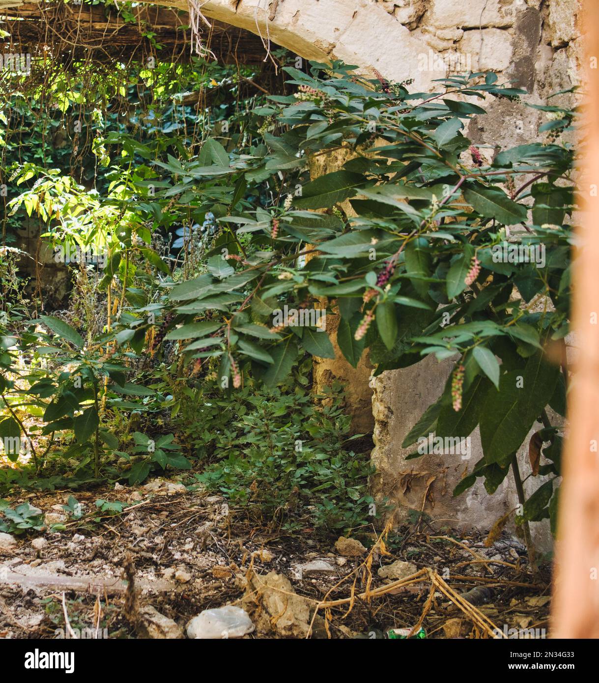 plants growing inside of ruins of an old building Stock Photo - Alamy