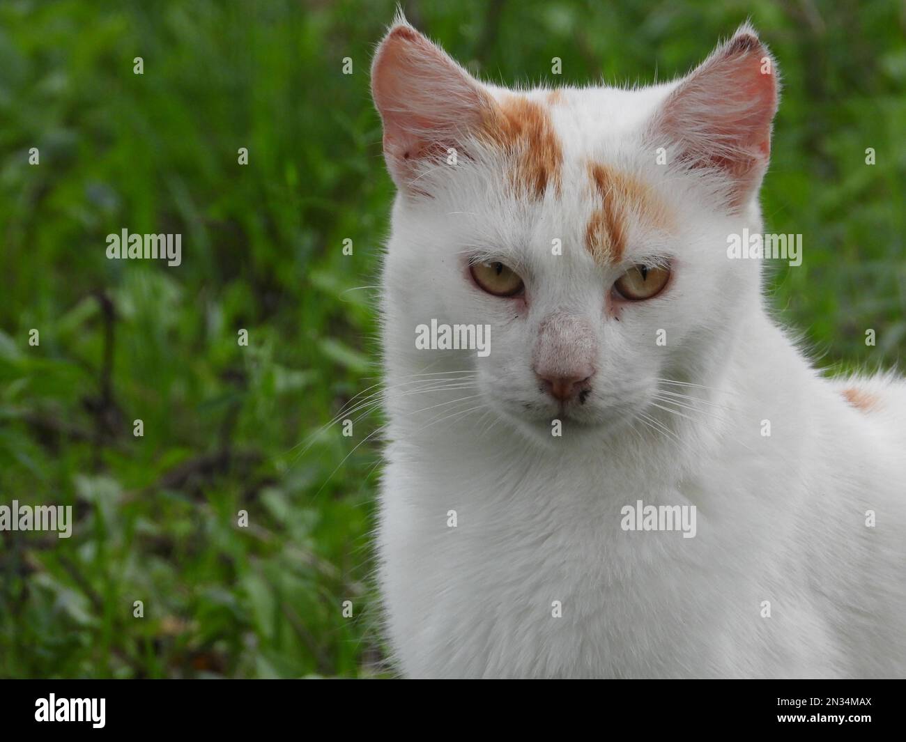 Portrait white cat standing outdoors hi-res stock photography and ...