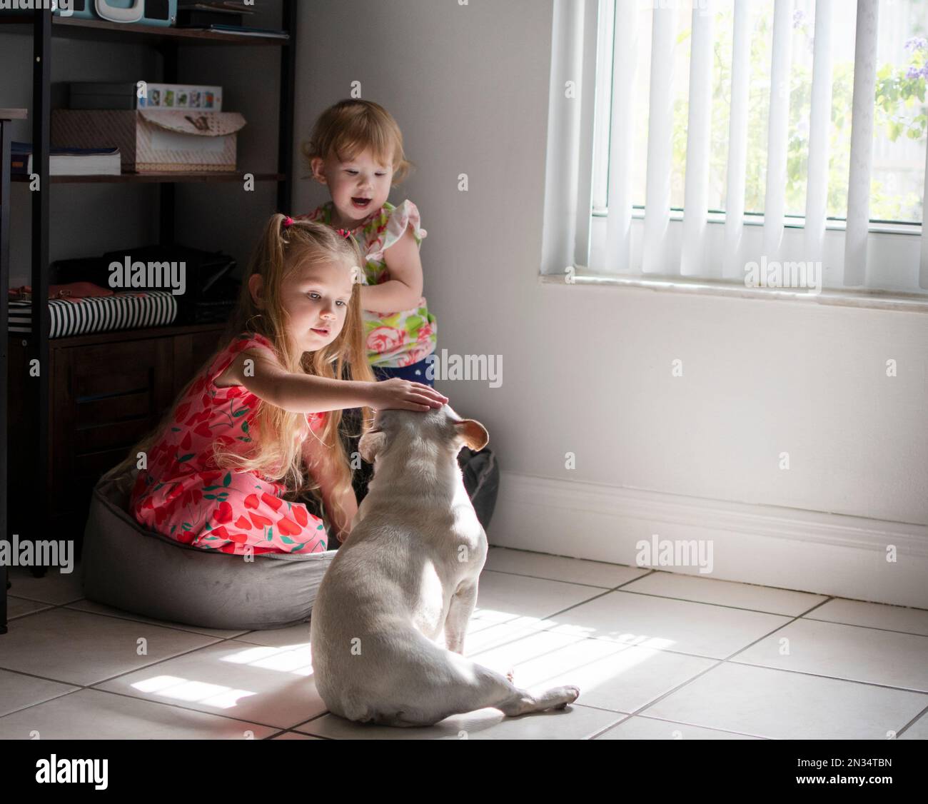 Kids playing gently with a pet french bulldog in the living room ...
