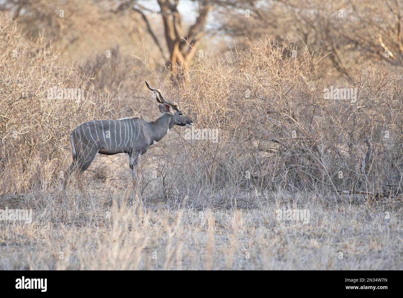 Male lesser kudu (Tragelaphus imberbis) with one horn broken halfway up ...