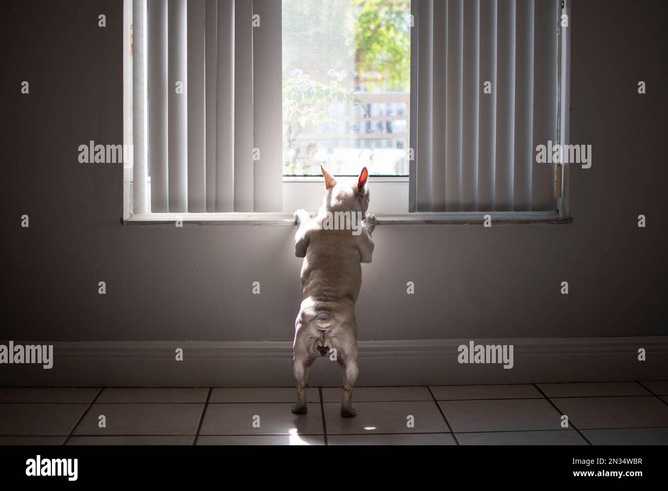 dog is waiting for his owner near the window. dog peaking through the ...