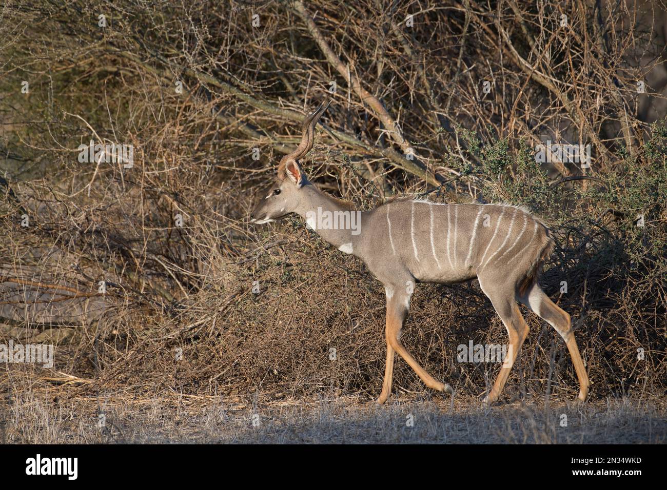 Male lesser kudu (Tragelaphus imberbis) photographed in evening light ...