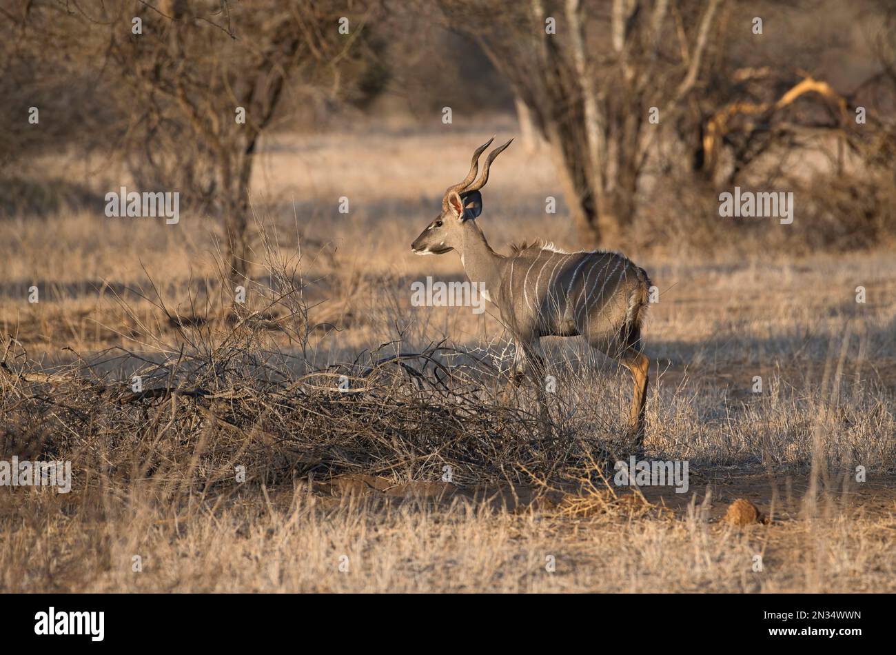 Male lesser kudu (Tragelaphus imberbis) photographed in evening light ...