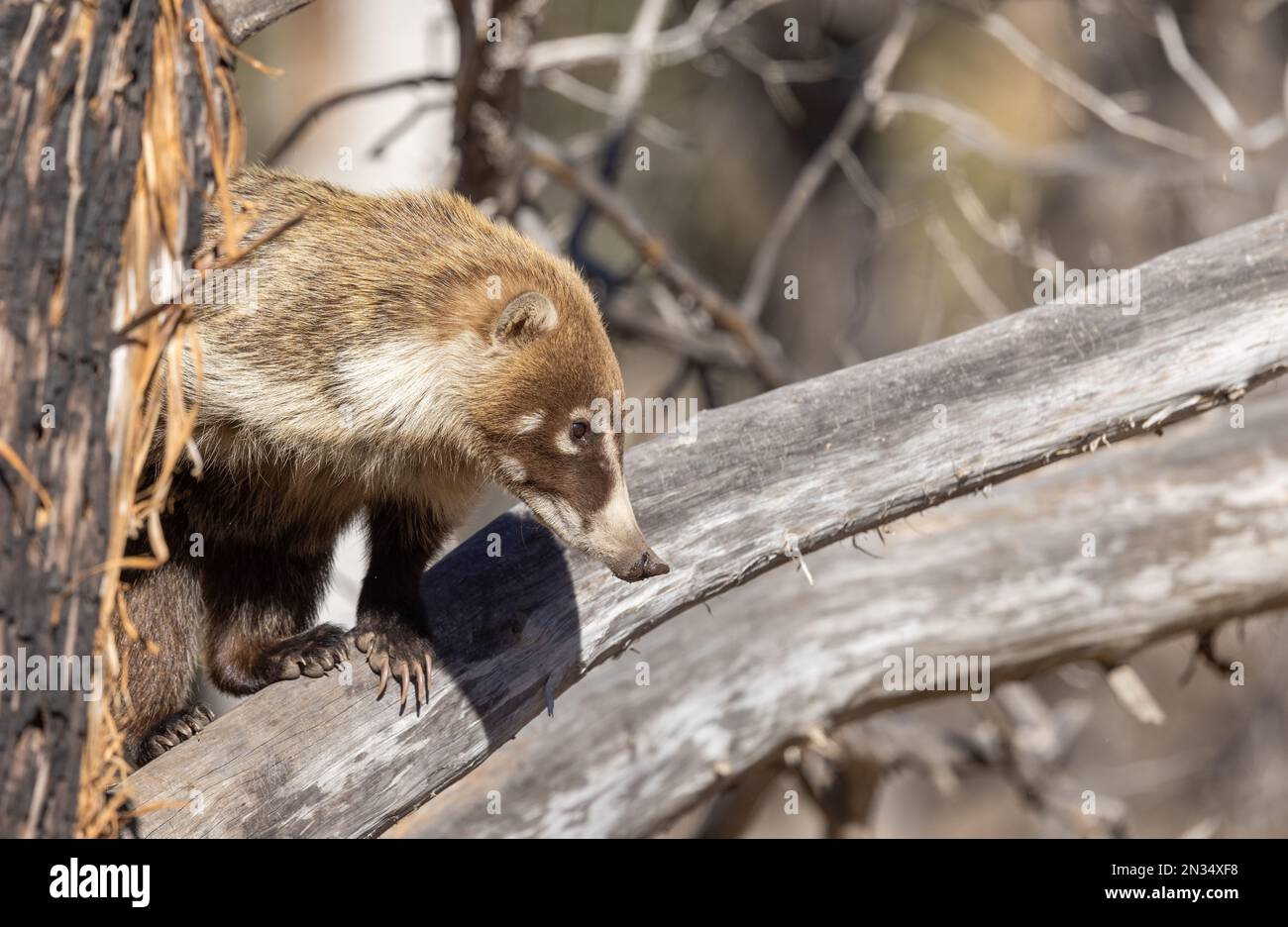 Coatimundi arizona hi-res stock photography and images - Alamy