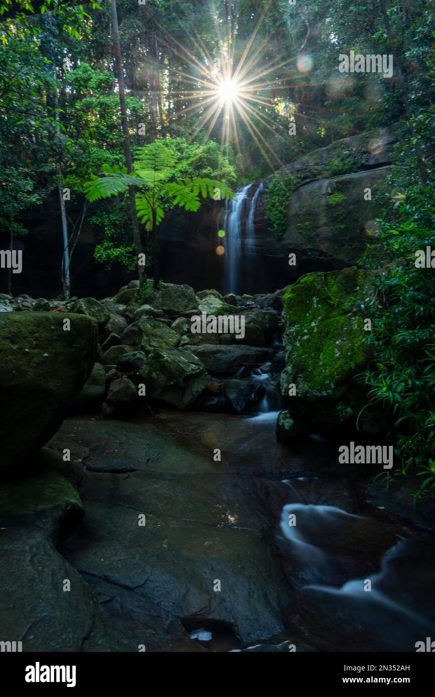 Buderim Waterfalls also known as Serenity Falls is set in 45 hectares ...