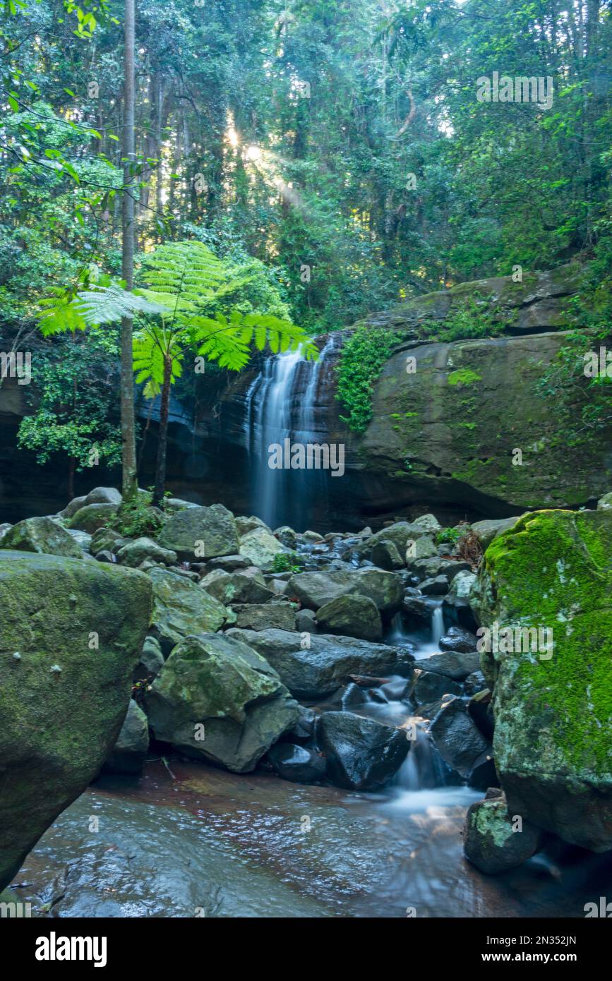 Buderim waterfalls also known as Serenity Falls is set in 45 hectares ...