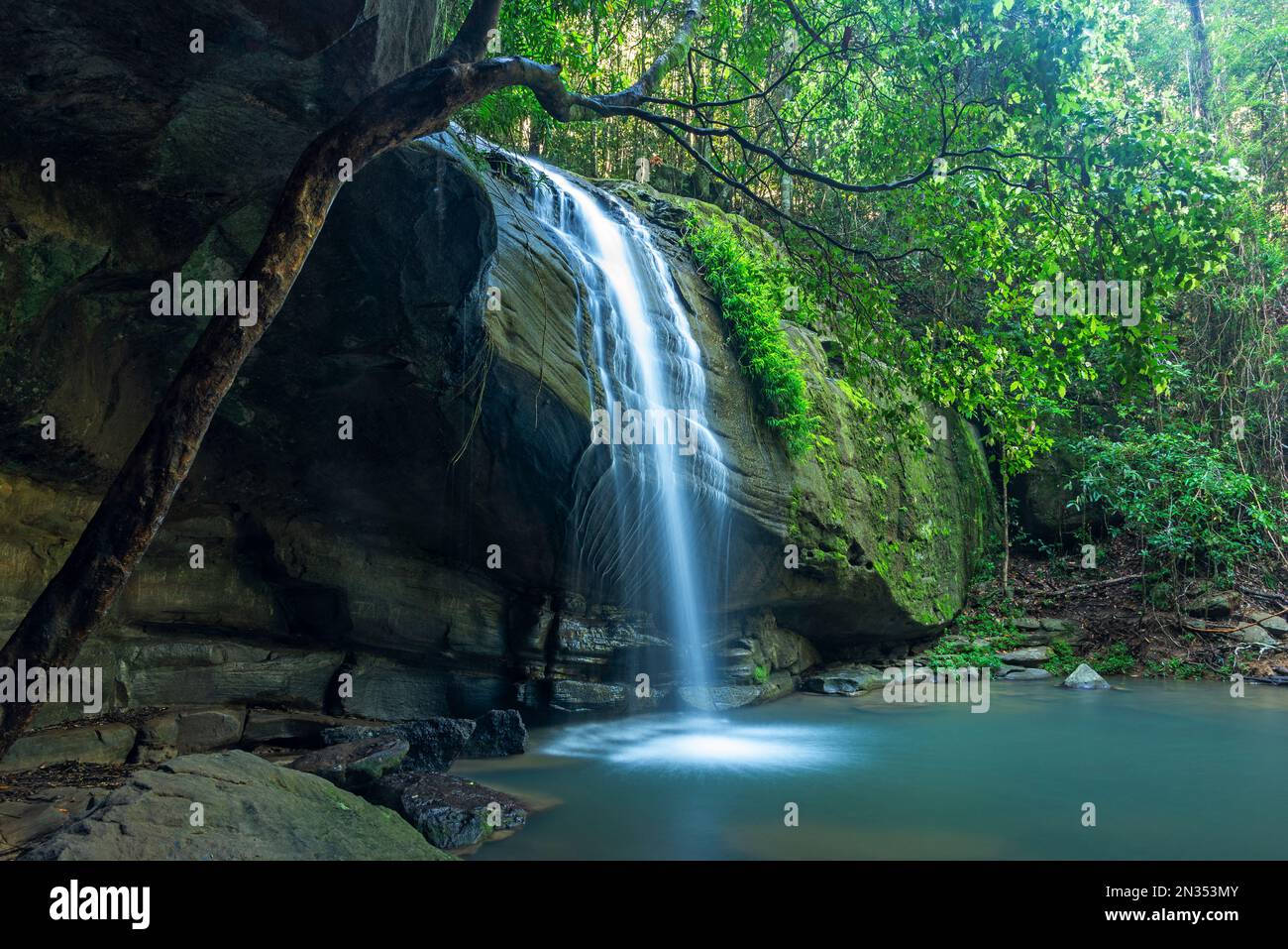 Buderim waterfalls also known as Serenity Falls is set in 45 hectares ...