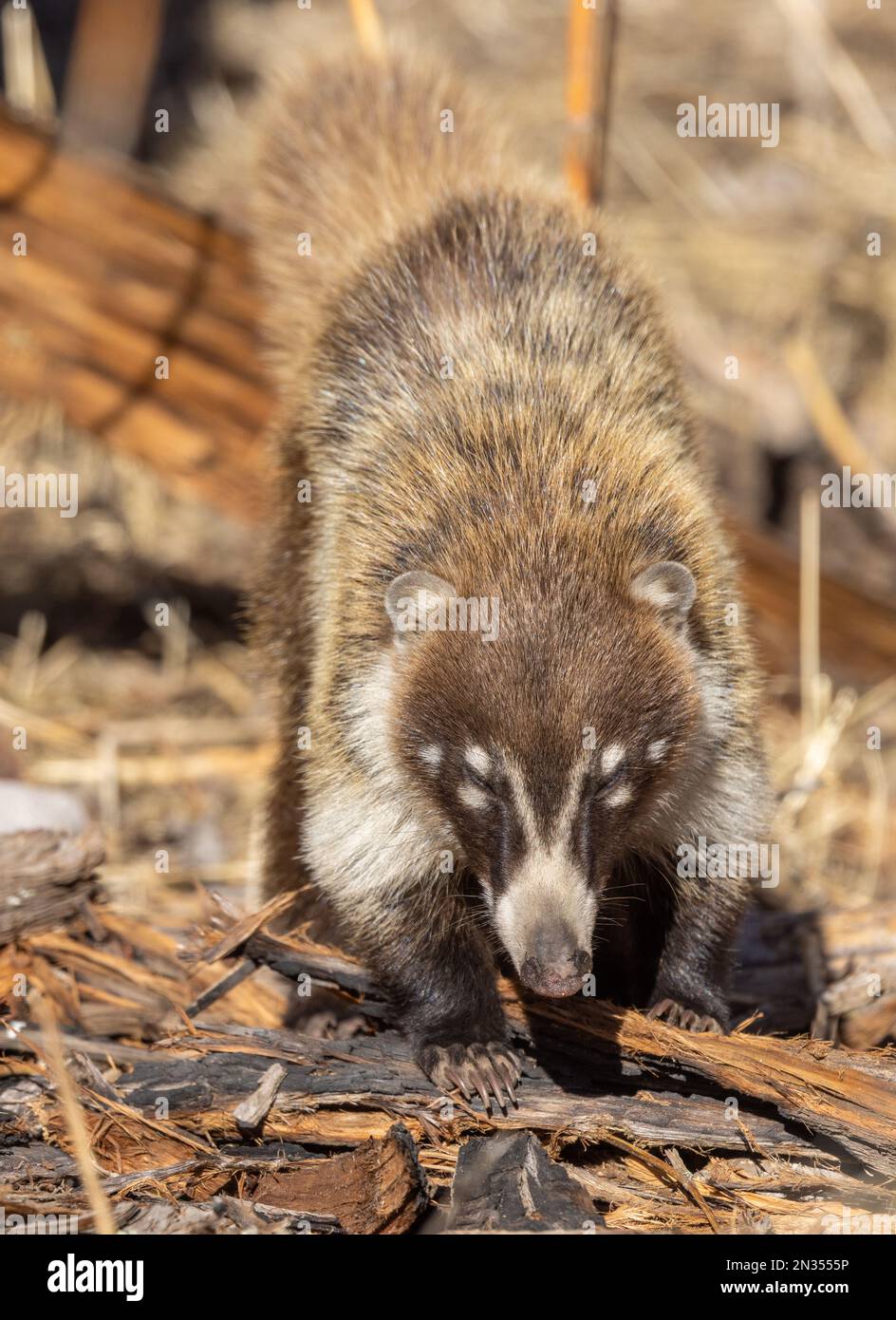 Coatimundi arizona hi-res stock photography and images - Alamy