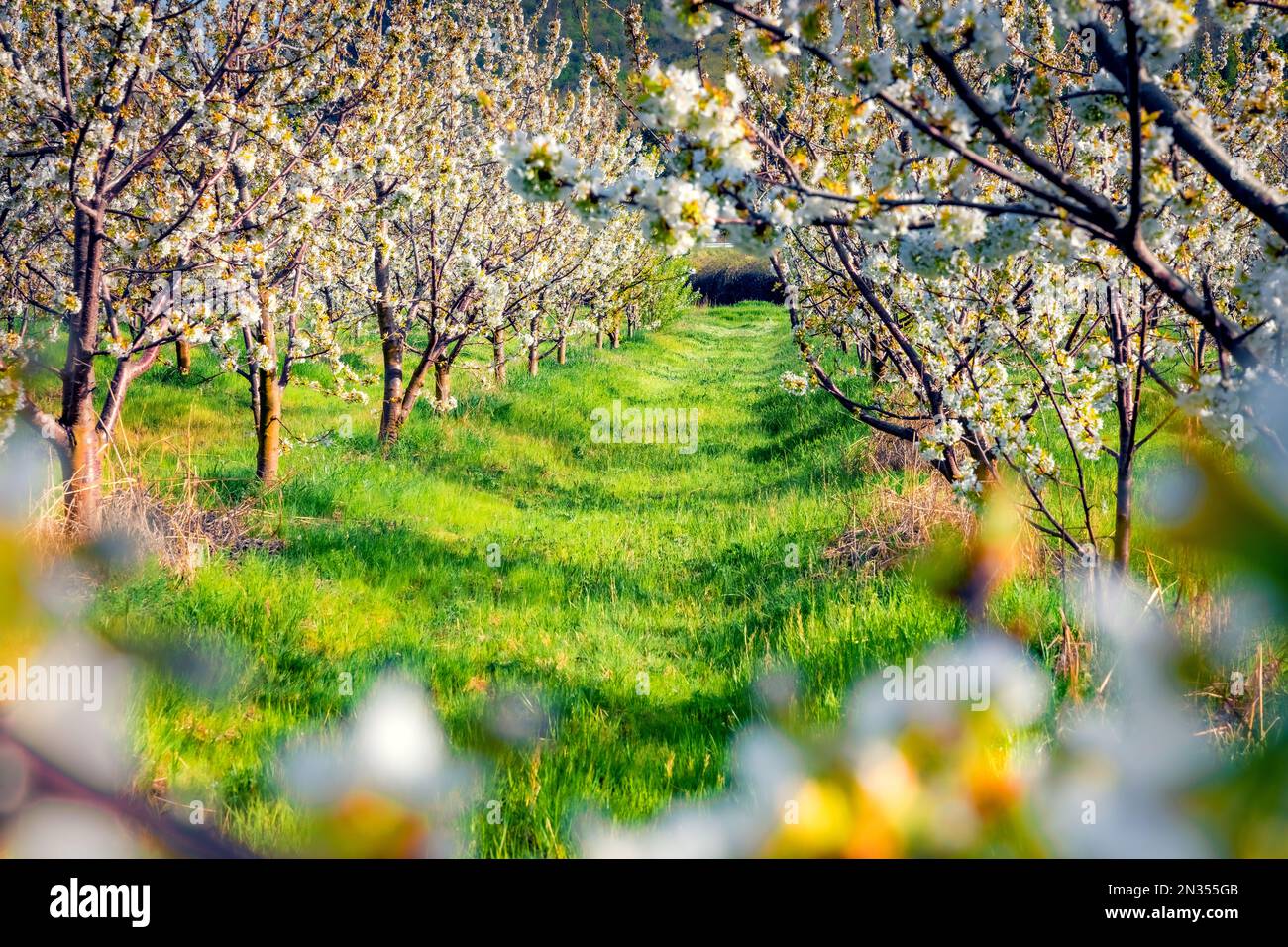 Wonderful spring scenery. Apple trees garden in the outskirts of Bitola ...