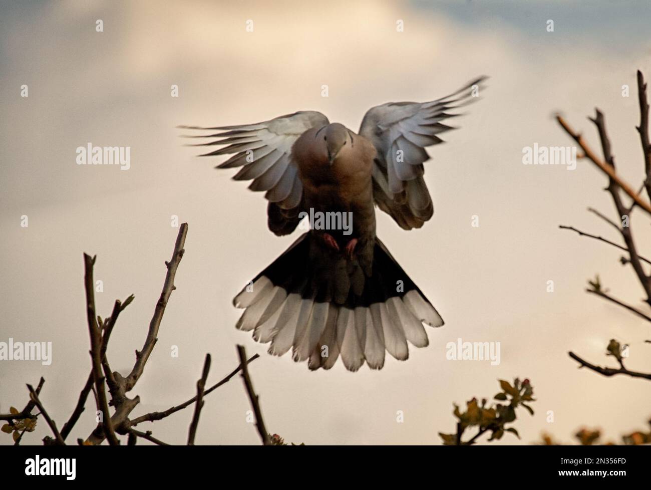 White Wing Dove Wings