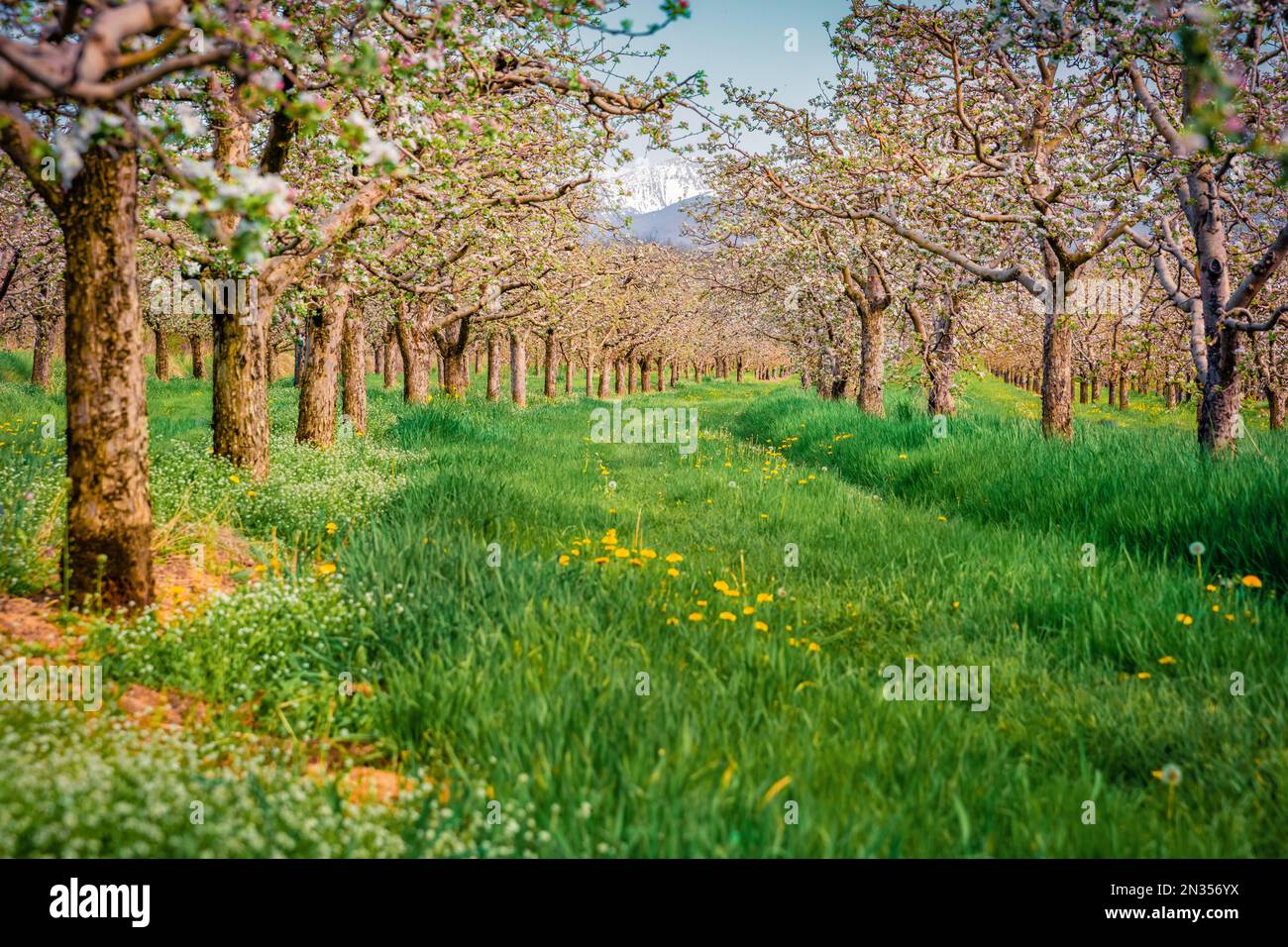Beautiful spring scenery. Old apple trees garden in outskirts of Bitola ...