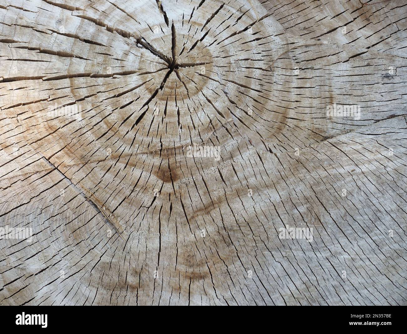 cross section of a tree trunk stump useful as a background Stock Photo ...