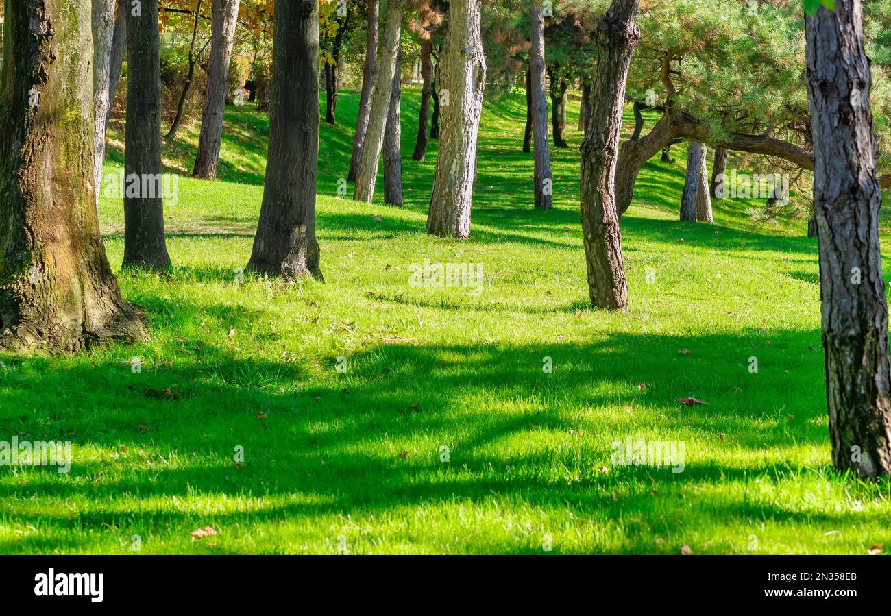 Spring summer landscape in the park. Green grass lawn and trees in ...