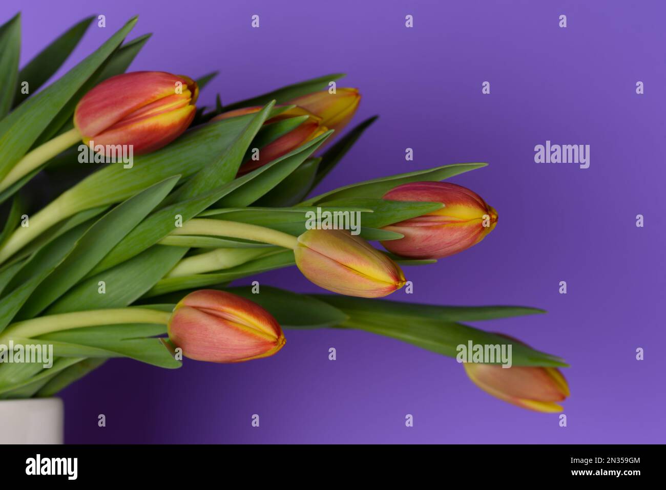 Spring flowers tulips. Beautiful tulips and space for text on purple ...